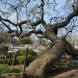 Alden Lane Nursery - 117 Photos & 109 Reviews - Nurseries & Gardening ...