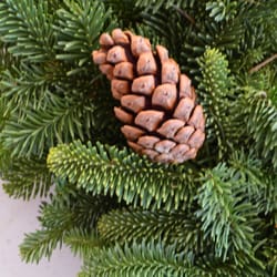 Valley View Christmas Tree Farm - Christmas Trees - 7954 N Oracle Rd ...