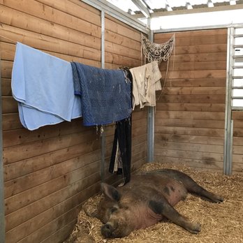 The Gentle Barn - 408 Photos & 218 Reviews - Animal Shelters - 15825 ...