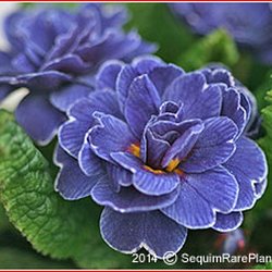 Sequim Rare Plants - 14 Photos - Nurseries & Gardening - 500 N Sequim ...