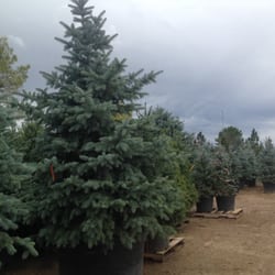 The Tree Farm - 43 Reviews - Nurseries & Gardening - 11868 Mineral Rd ...