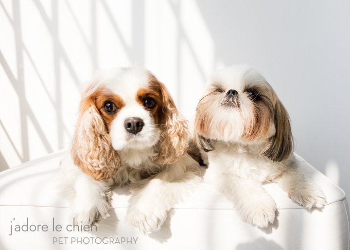 The Dog Barber - 65 Photos & 121 Reviews - Pet Groomers - 1903 Market ...