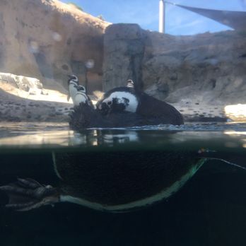 Aquarium of The Pacific - 6107 Photos & 1725 Reviews - Aquariums - 100 ...