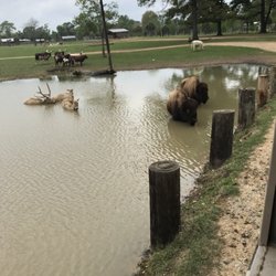 Gone Wild Safari - 25 Photos - Zoos - 805 Hooper Rd, Pineville, LA ...