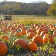 Homestead Farm - 112 Photos & 79 Reviews - Fruits & Veggies - 15604 ...