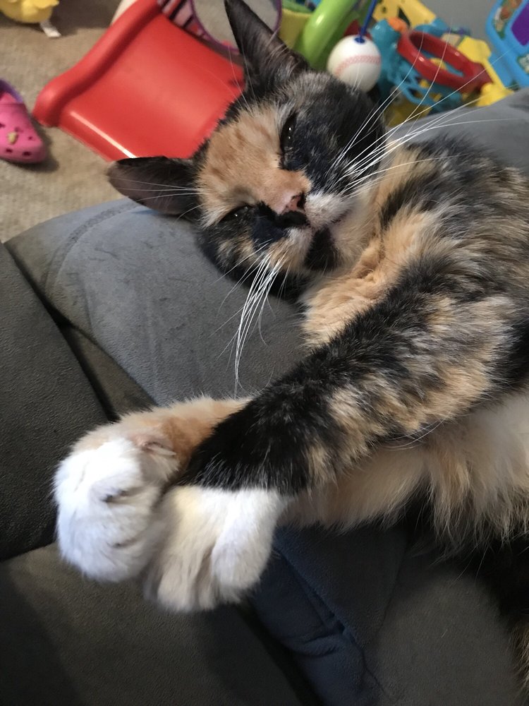 Dakin Humane Society - 37 Photos - Animal Shelters - 171 Union St ...