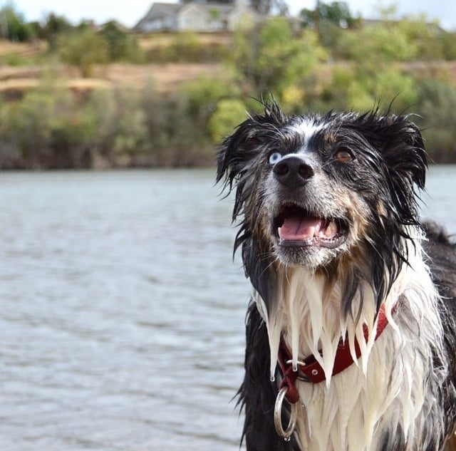 Shadow Cliffs Regional Recreation Area - 77 Photos & 94 Reviews - Parks ...
