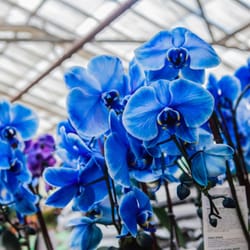 Colasanti Tropical Gardens - 53 Photos & 10 Reviews - Amusement Parks ...