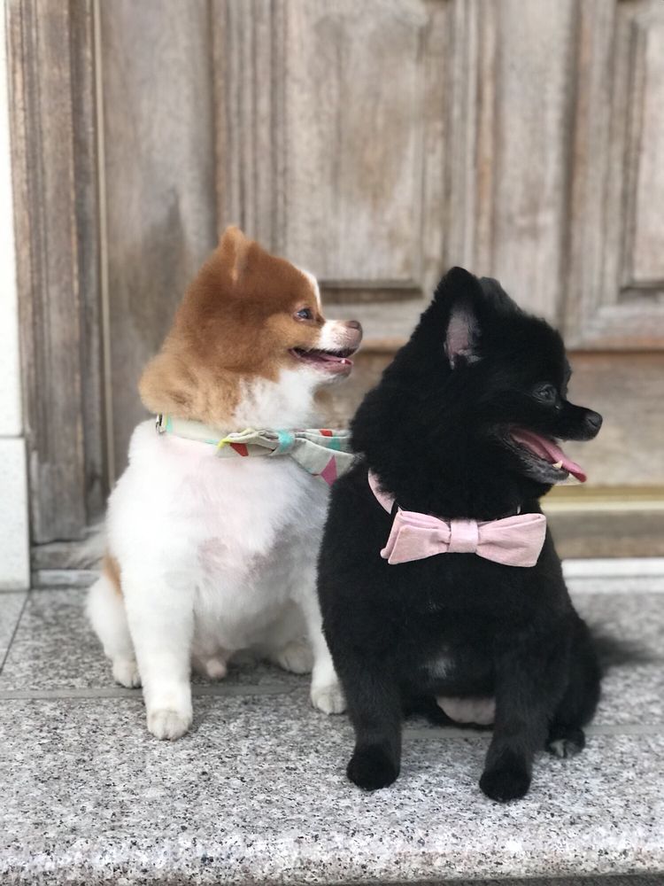 Moochi Dog Salon and Supply - 207 Photos & 211 Reviews - Pet Groomers ...