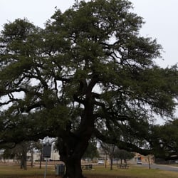 Heritage Oak Tree - Landmarks & Historical Buildings - 900-A Quest Blvd ...
