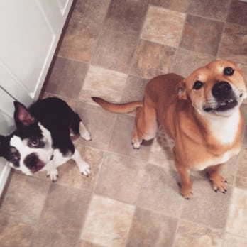 Paws Down Training & Pet Care - 12 Photos & 31 Reviews - Dog Walkers ...