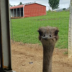 Fort Chiswell Animal Park - Zoos - 569 Red Hollow Rd, Max Meadows, VA ...