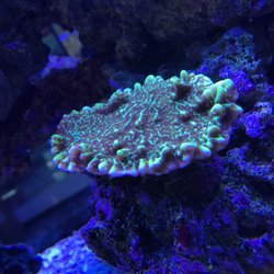 Strictly REEF - 33 Photos & 20 Reviews - Aquariums - 907 W Moana Ln ...