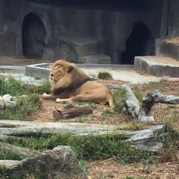 San Francisco Zoo - 2338 Photos & 1130 Reviews - Zoos - 1 Zoo Rd ...