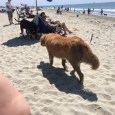 Rosie’s Dog Beach - 867 Photos & 516 Reviews - Dog Parks - 4800 E Ocean Blvd, Long Beach, CA - Yelp