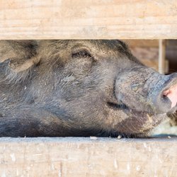 Historic Wagner Farm - 135 Photos & 49 Reviews - Farmers Market - 1510 ...