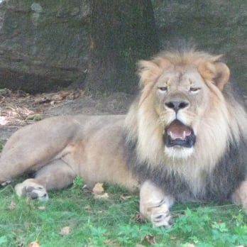 Bronx Zoo - Zoos - Bronx, NY - Reviews - Yelp