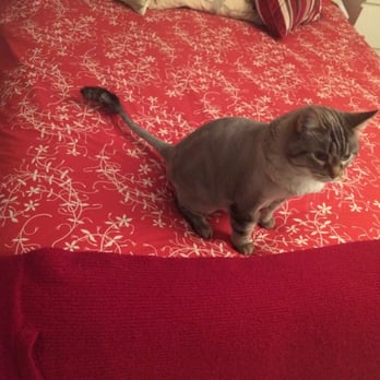 EmBark Pet Spa - Get Quote - Pet Groomers - 1208 E Oklahoma Ave, Bay ...