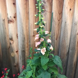 Alden Lane Nursery - 117 Photos & 109 Reviews - Nurseries & Gardening ...