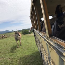 Fort Chiswell Animal Park - 16 Photos - Zoos - 569 Red Hollow Rd, Max ...