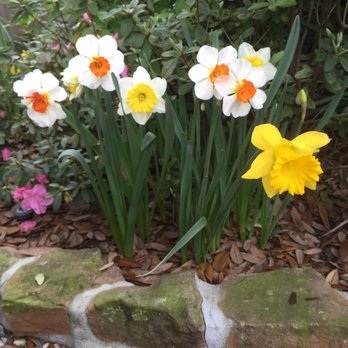 Buchanan’s Native Plants - 115 Photos & 113 Reviews - Nurseries ...