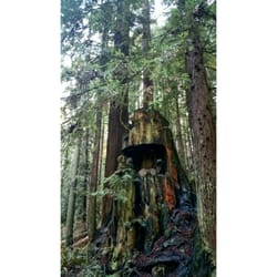 Arcata Community Forest - 14 Photos & 20 Reviews - Parks - Arcata, CA ...