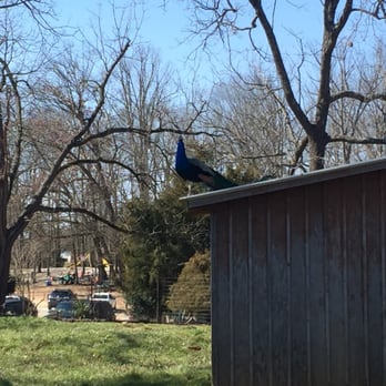 Lazy 5 Ranch - 282 Photos & 125 Reviews - Zoos - 15100 Mooresville Rd ...