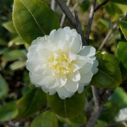 Alden Lane Nursery - 92 Photos & 103 Reviews - Nurseries & Gardening ...