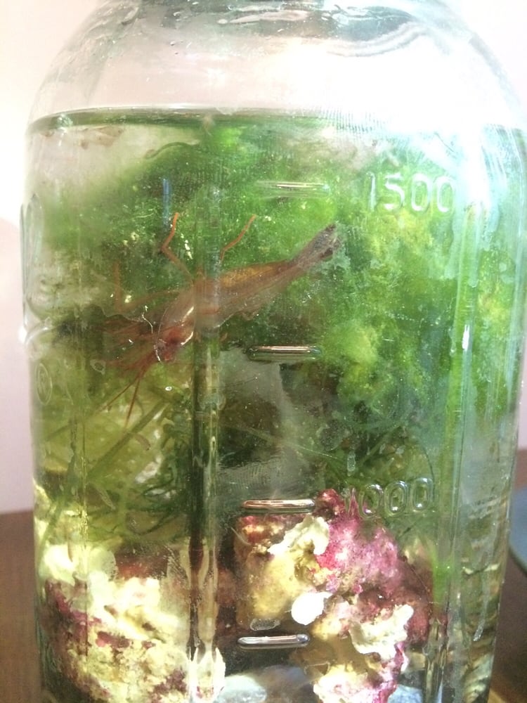 Salt Water Marine Ecosphere : r/Jarrariums