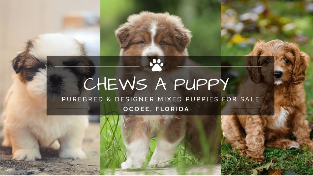 Chews A Puppy - 456 Photos & 10 Reviews - Pet Adoption - 11167 W ...