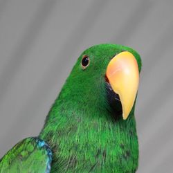 Magnolia Bird Farm - 49 Photos & 80 Reviews - Pet Stores - 12200 ...