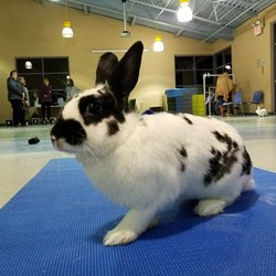 Animal Friends - 62 Photos & 44 Reviews - Animal Shelters - 562 Camp ...