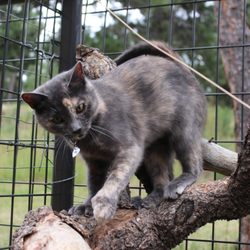 Wild Blue Cats - Animal Shelters - 5975 Burgess Rd, Colorado Springs ...