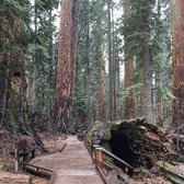 Calaveras Big Trees State Park - 378 Photos & 177 Reviews - Parks ...
