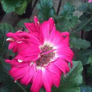 Maria Gardens Center - 11 Photos - Nurseries & Gardening - 10301 W ...