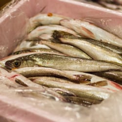 The New Fulton Fish Market - 47 Photos & 11 Reviews - Seafood Markets ...