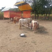 Queens County Farm Museum - 575 Photos & 208 Reviews - Museums - 73-50 ...