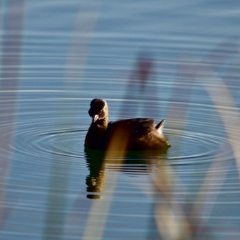 Shadow Cliffs Regional Recreation Area - 2019 All You Need to Know ...