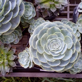 Flower Garden Quezon City Metro Manila | Best Flower Site