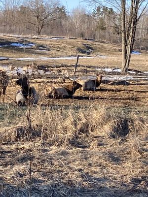 Lachine, MI Map & Directions - MapQuest