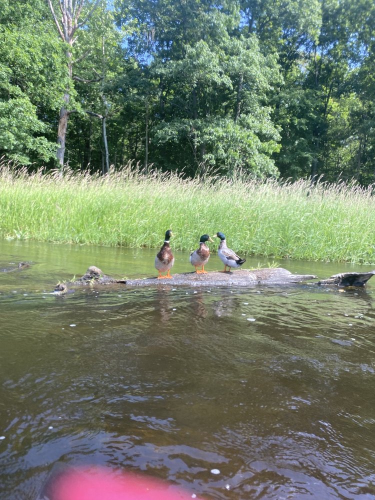 Photo of Fawn River Kayak Guide and Rental | Roadtrippers