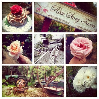 Rose Story Farm - 39 Photos & 16 Reviews - Flowers & Gifts ...