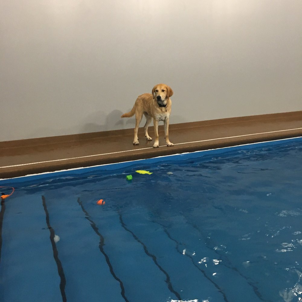 Doggy Paddle Aquatic Center For Dogs - 26 Photos & 47 Reviews - Pet ...