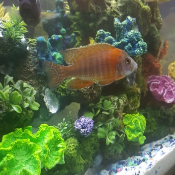 Strictly Fish - 65 Photos & 120 Reviews - Pet Stores - 6903 Carson St ...