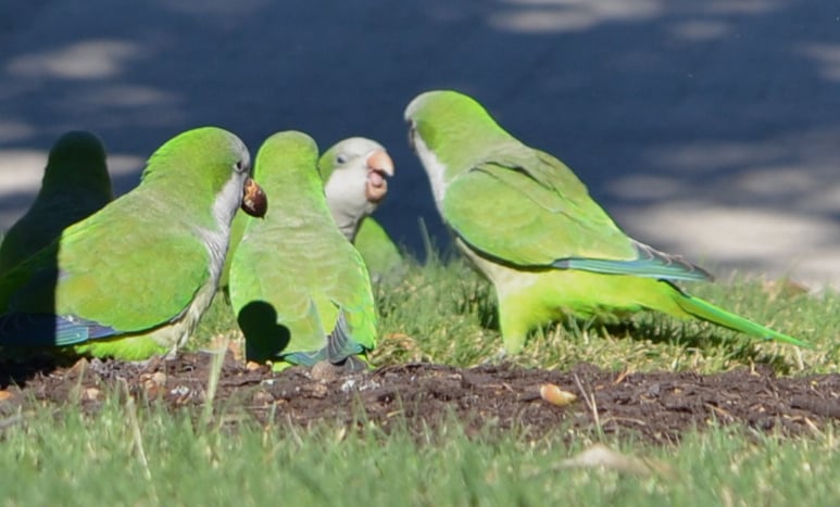 The Wild Parrots of East Austin - 33 Photos & 64 Reviews - Local Flavor ...