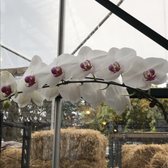 Swansons Nursery - 163 Photos & 176 Reviews - Nurseries & Gardening ...