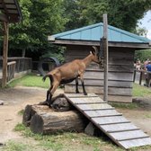 WNC Nature Center - 108 Photos & 71 Reviews - Museums - 75 Gashes Creek ...