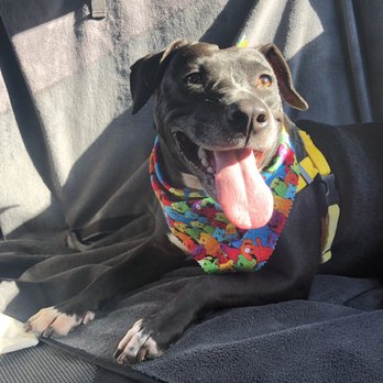 EmBark Pet Spa - 41 Photos & 59 Reviews - Pet Groomers - 1208 E ...