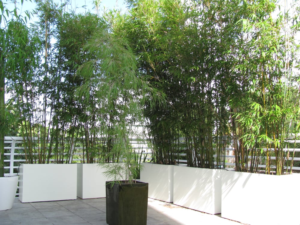 Bamboo In Containers Outside