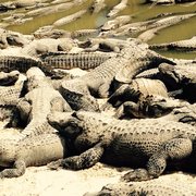 Everglades Alligator Farm - 286 Photos & 131 Reviews - Zoos - 40351 SW ...